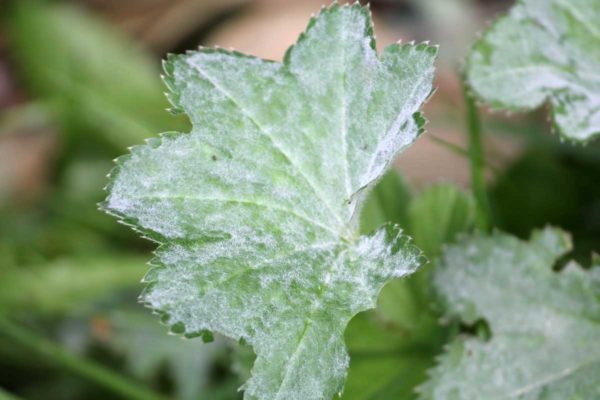 How to Treat Powdery Mildew - Global Garden Hydroponics Wholesale
