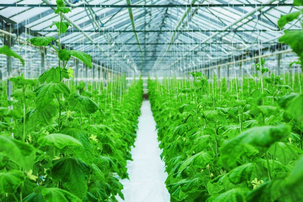 Indoor Growing for Beginners - Global Garden Hydroponics Wholesale