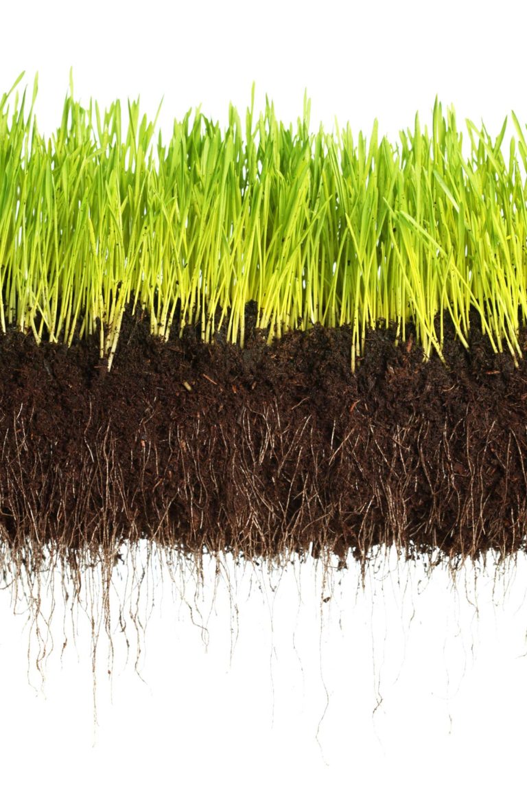 Adding Biostimulants to Plants - Global Garden