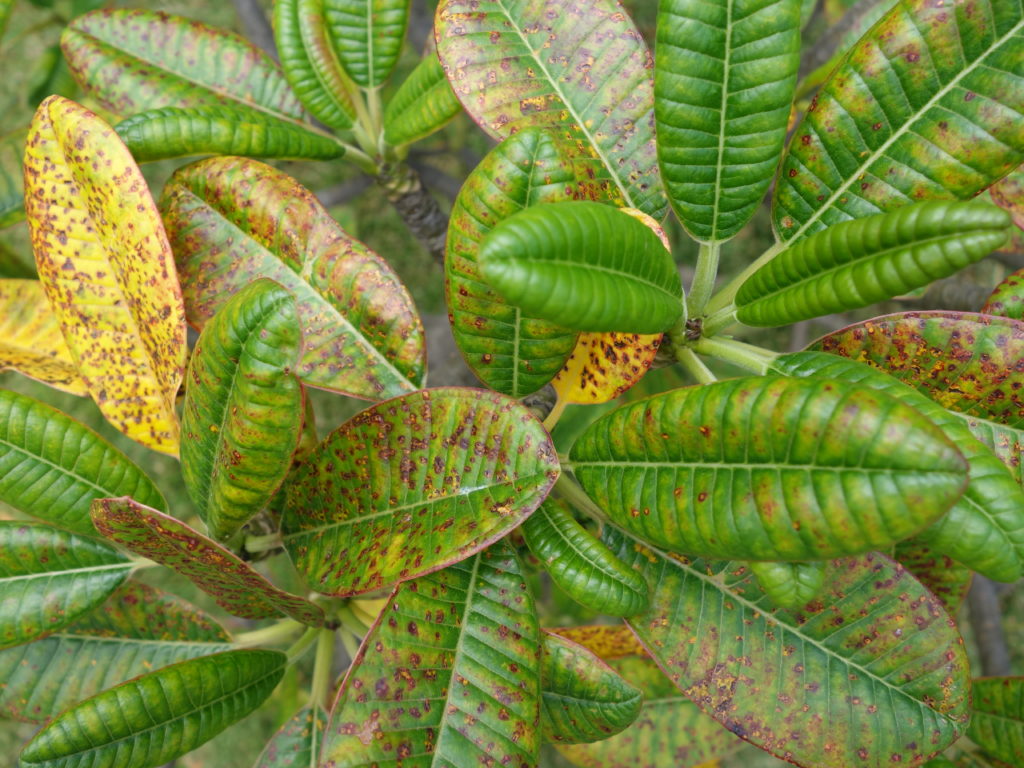 Diagnosing Plant Problems - Global Garden
