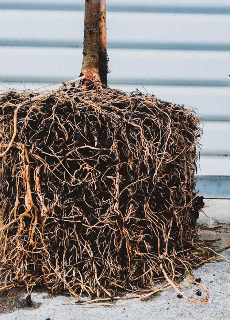 How to use fabric grow bags to grow bigger better crops