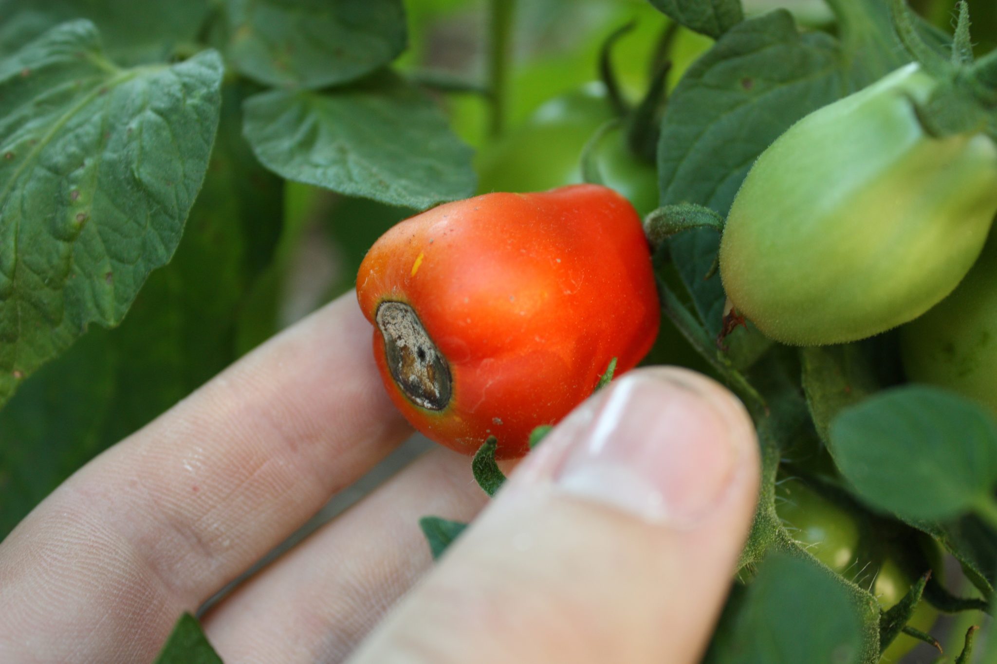 How to Fix Calcium Deficiency in Plants - Global Garden