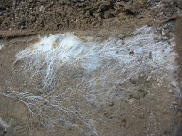 How Do Fungi Get Their Nutrients? - Global Garden