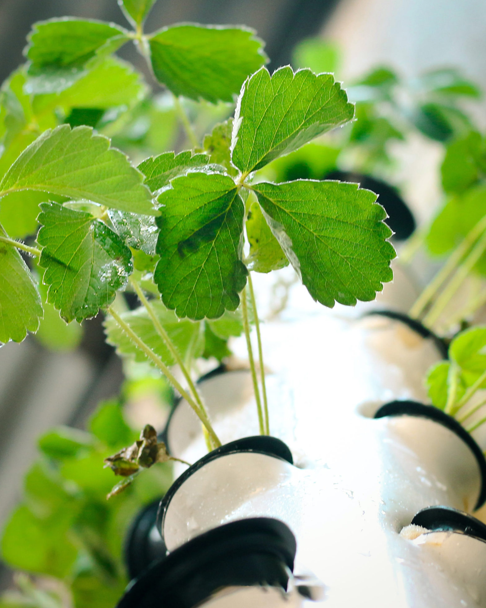 A Quick Introduction To Vertical Farming Methods - Global Garden