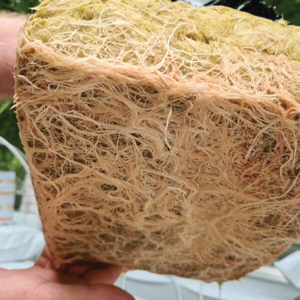 Cultiwool Mini Slabs - Global Garden