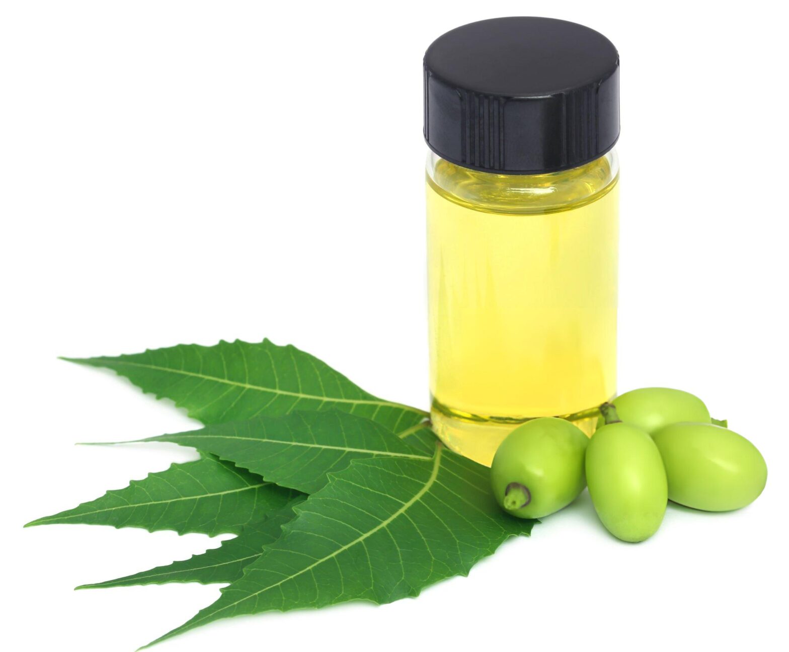 What is Azadirachtin? Nature’s Powerful Pest Control - Global Garden