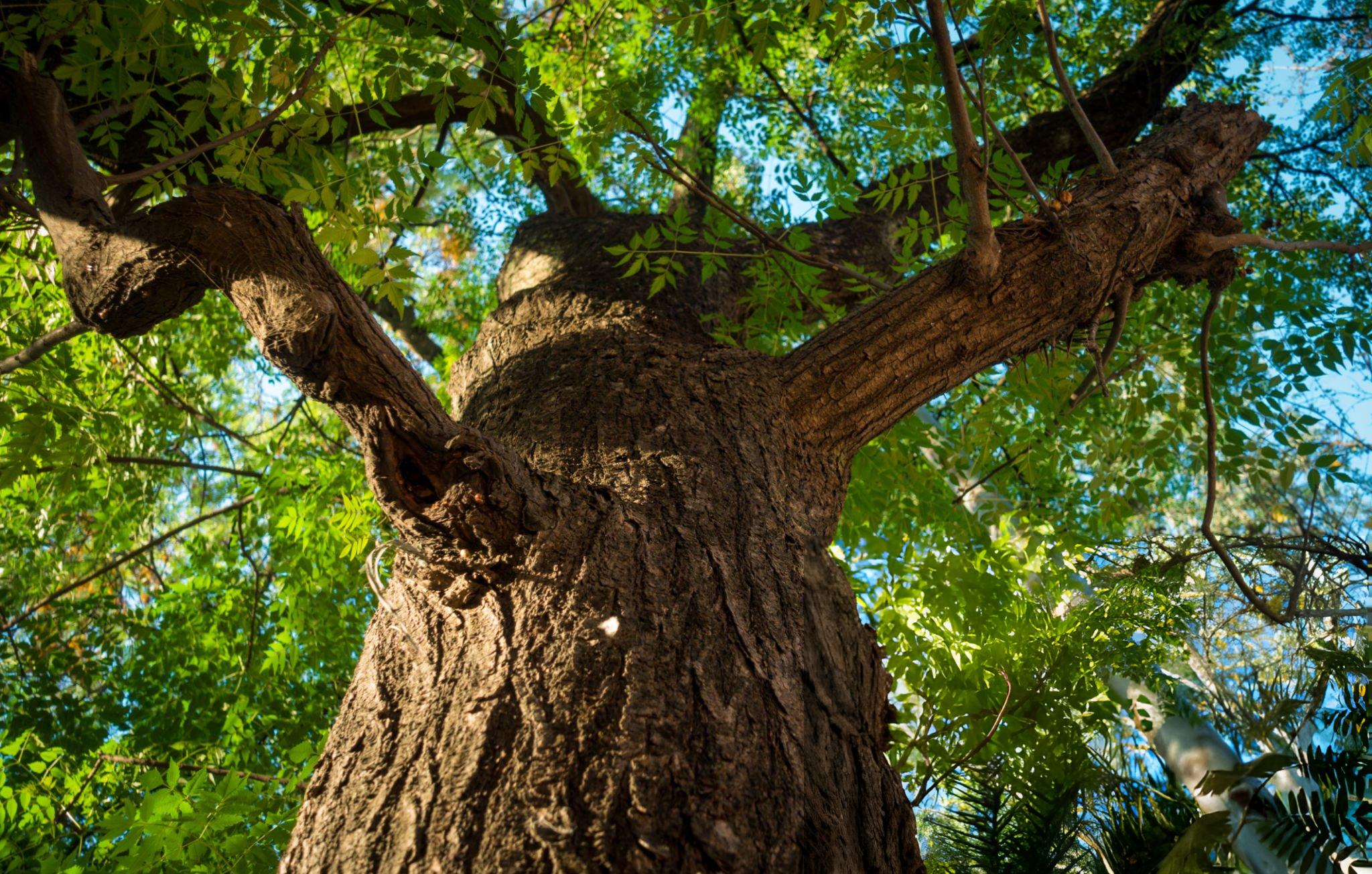 What is Azadirachtin? Nature’s Powerful Pest Control - Global Garden