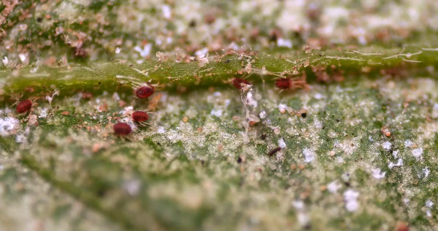 Where Do Spider Mites Come From... and How to Kill Them!!